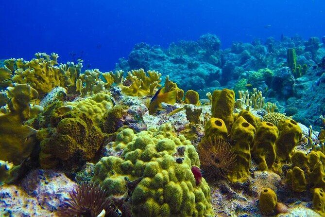 Visit the Cousteau Reserve By Boat Without a License - FAQs