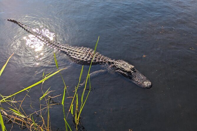 Visit the Everglades in French with Transfer and 1h30 Airboat - The Experience at a Glance: What to Expect