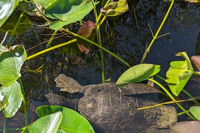 Visit the Everglades in French with Transfer and 1h30 Airboat - The Sum Up: Is It Worth It?