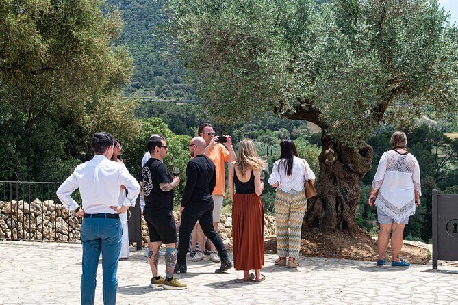 Visit the Finca and olive grove, extra virgin olive oil tasting and snack - Final Thoughts