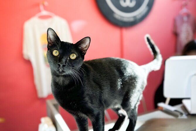 Visit the Rescued Cats of Cat Therapy - What to Expect During the Itinerary