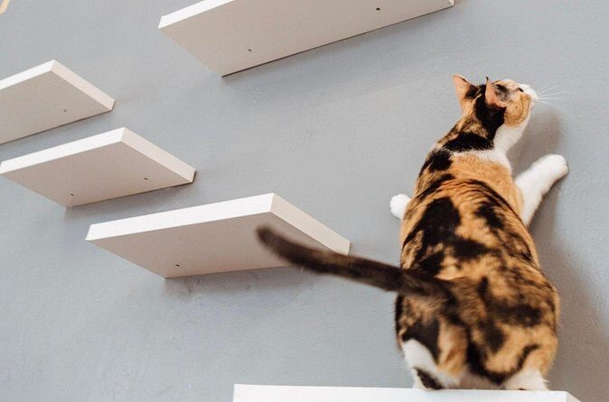 Visit the Rescued Cats of Cat Therapy - Who Should Consider This Experience?