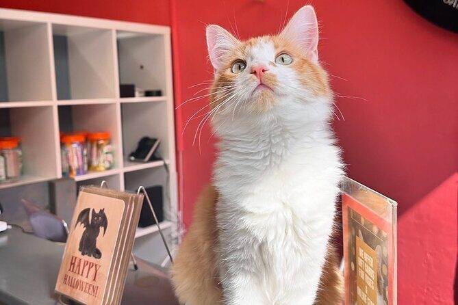 Visit the Rescued Cats of Cat Therapy - Frequently Asked Questions (FAQs)