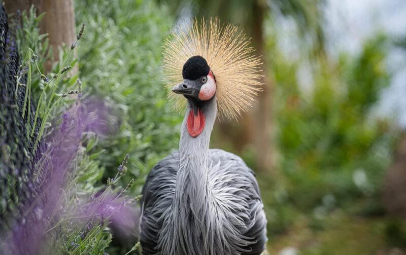Visit to Madeira Bird Island - Who Will Love Madeira Bird Island?