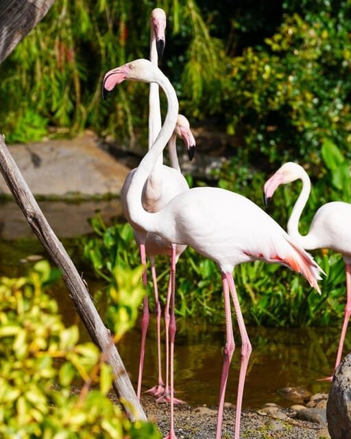 Visit to Madeira Bird Island - FAQ