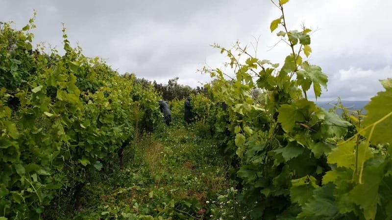 Visit to Quinta de Sobre a Fonte with wine tasting - pet friendly - Final Thoughts