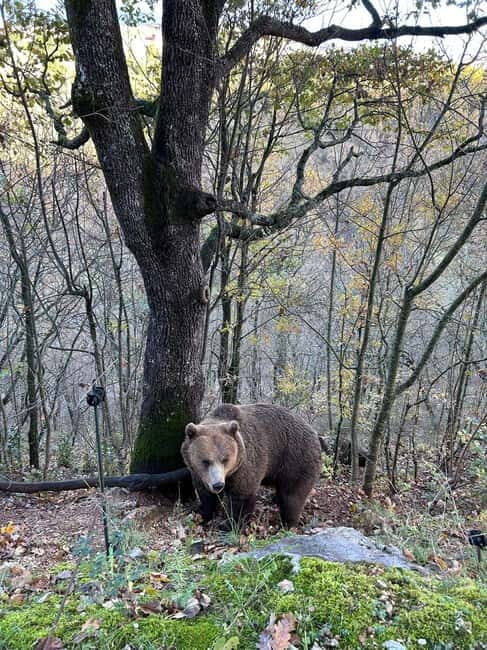 Visit to the bear wildlife area and the medieval tower - Deep Dive into the Wildlife Experience