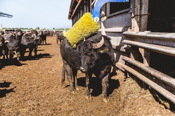 Visit to the Bufale and Dairy farm with cheese tasting - Key Points