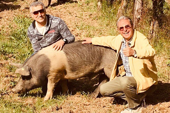 Visit to the Cinta Senese farm in Montepulciano - Key Points