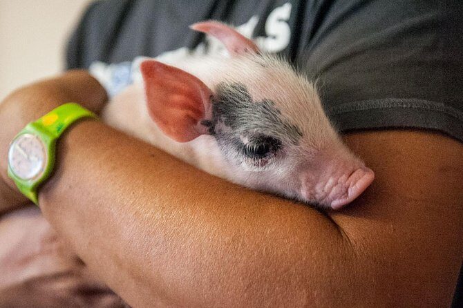 Visit to the Cinta Senese farm in Montepulciano - A Deep Dive into the Farm Tour Experience