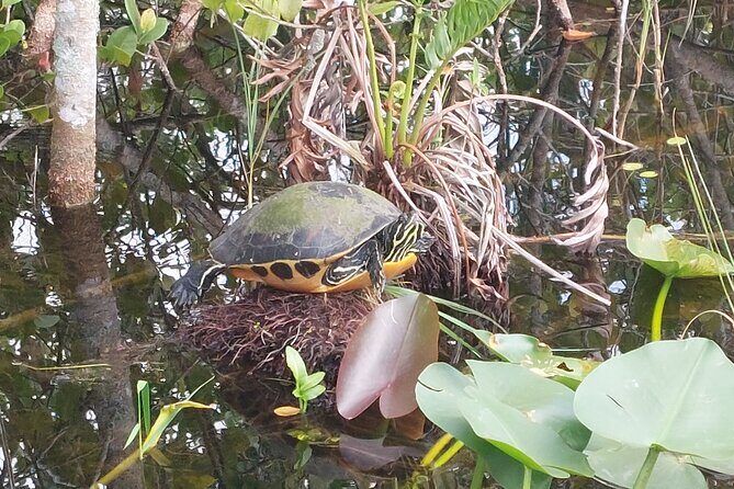 Visit to the Everglades in French - A Practical Overview of the Tour
