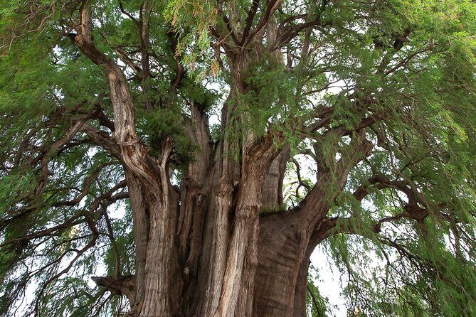 Visit to the Mezcal Trails Full Day - Practical Details and What to Expect