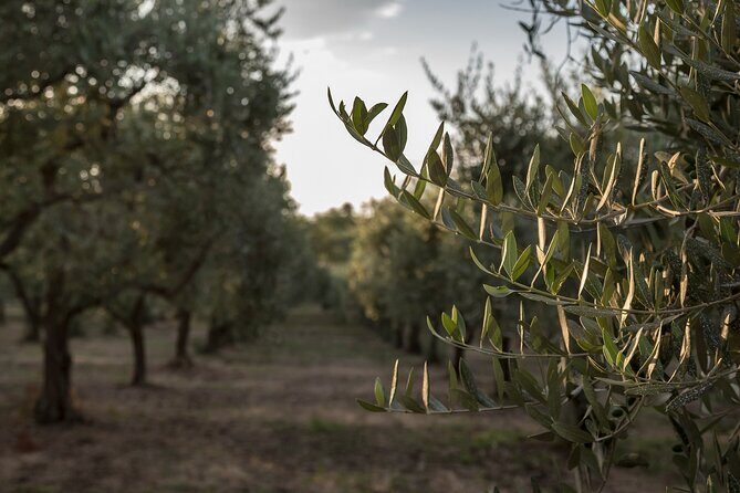 Visit to the olive grove, oil tasting and lunch at the farm - Tasting and Sampling