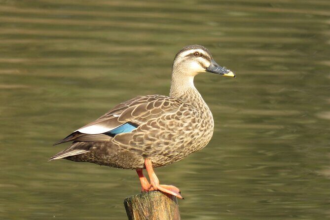 Visit to Vedanthangal Bird Sanctuary from Chennai - Detailed Review of the Vedanthangal Bird Sanctuary Tour