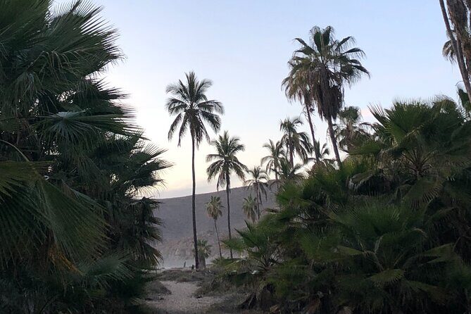 Visit Todos Santos Magic Town - Hidden Beach and Nature: Playa Las Palmas