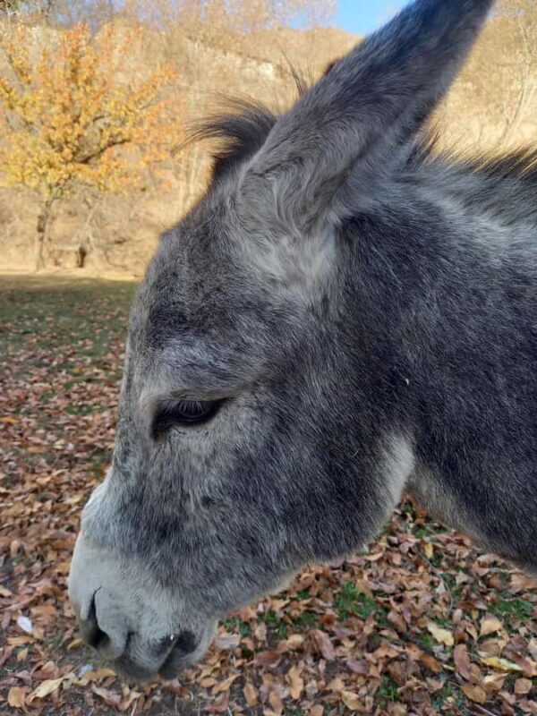 Visit Ukhum (Nourata Mountains), petroglyphs, and a donkey ride (3 days) - Key Points