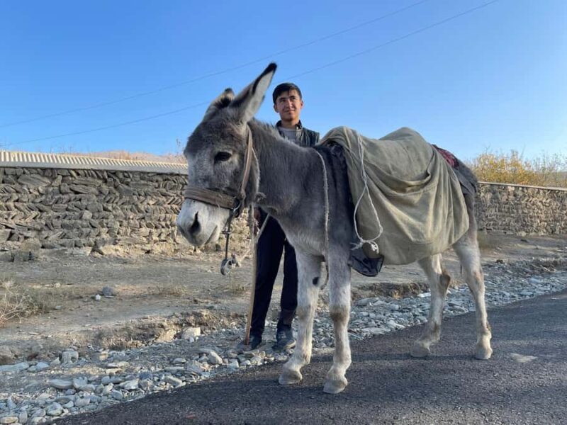 Visit Ukhum (Nourata Mountains), petroglyphs, and a donkey ride (3 days) - Practical Aspects and Value