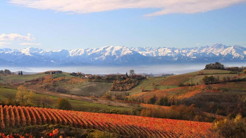Visita guidata e Degustazione vini Monforte d'Alba - The Real Value: Why This Tour Shines
