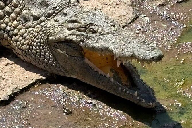 Visite the Crocodiles Park and Botanic garden - Final Thoughts: Is It Worth It?