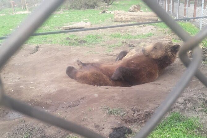 Visiting a Bear and Wolf Sanctuary - Key Points