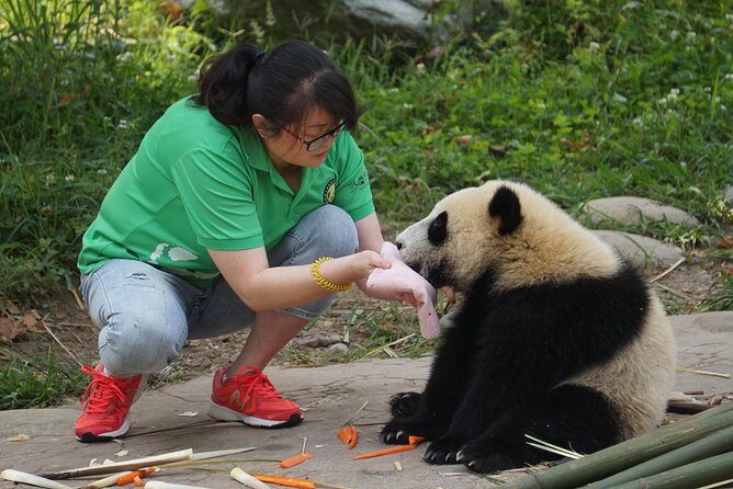Visiting Dujiangyan Yaan Wolong Panda Base Optional Volunteering - The Tour Structure and Itinerary