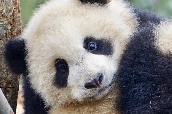 Visiting Dujiangyan Yaan Wolong Panda Base Optional Volunteering - Authentic Reviews: What Travelers Say