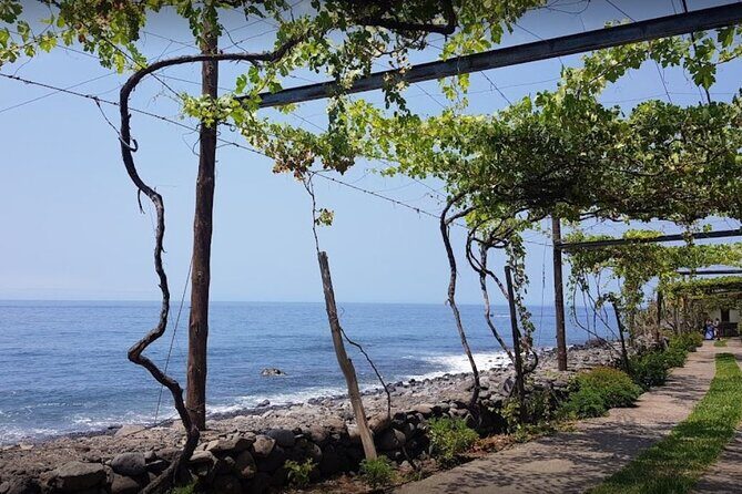 Visiting local Vineyard With Wine Tasting & Lunch included - Exploring Madeira’s Wine Heritage