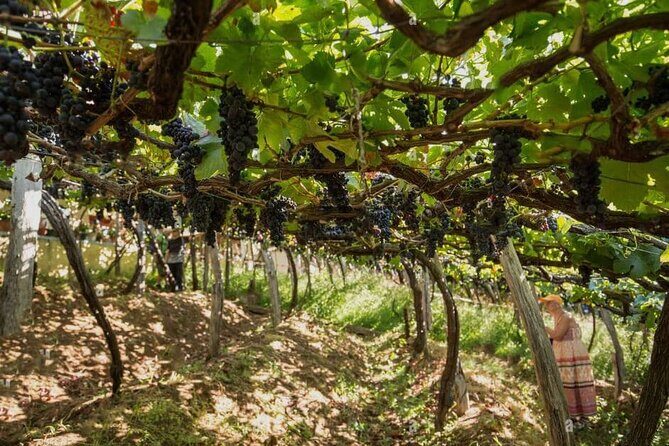 Visiting local Vineyard With Wine Tasting & Lunch included - Transportation & Practicalities