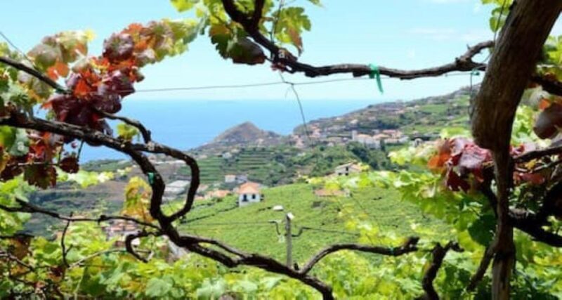 Visiting local Vineyard With Wine Tasting & Lunch included - Discover the Authentic Flavors of Madeira on a Local Vineyard Tour
