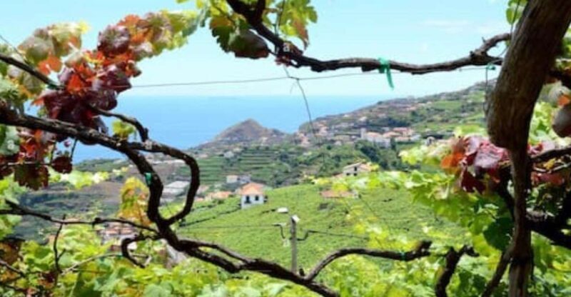 Visiting local Vineyard With Wine Tasting & Lunch included - Key Points