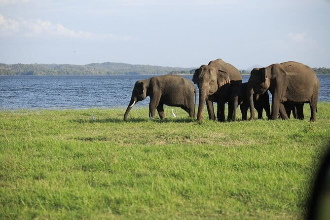 Visiting the historical Polonnaruwa Ruins and Minneriya Safari - Exploring Polonnaruwa: Ancient Wonders