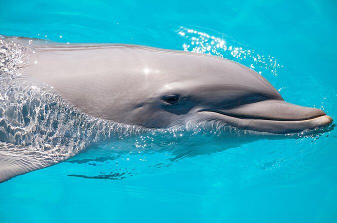 Vitamin Sea Dolphin Safari: Private Key West Charter - Final Thoughts on the Vitamin Sea Dolphin Safari