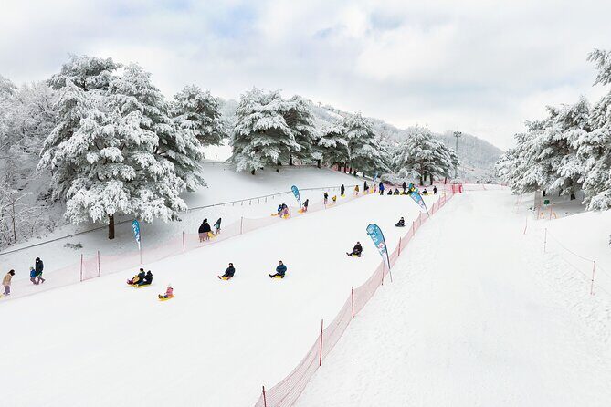 Vivaldi Park Winter Ski Resort with Nami Island Tour from Seoul - Cost and Value