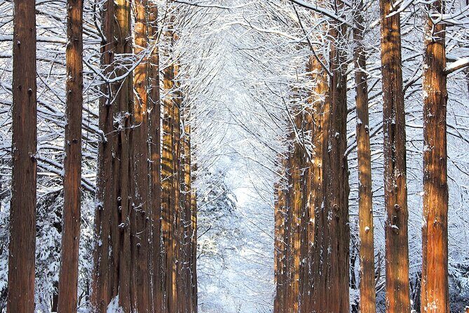 Vivaldi Park Winter Ski Resort with Nami Island Tour from Seoul - Practical Tips for Your Day