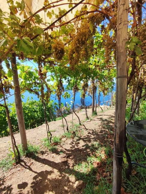 Volastra: BarCa Wine Tasting in Cinque Terre and Pesto Class - An in-depth look at this vineyard and culinary adventure
