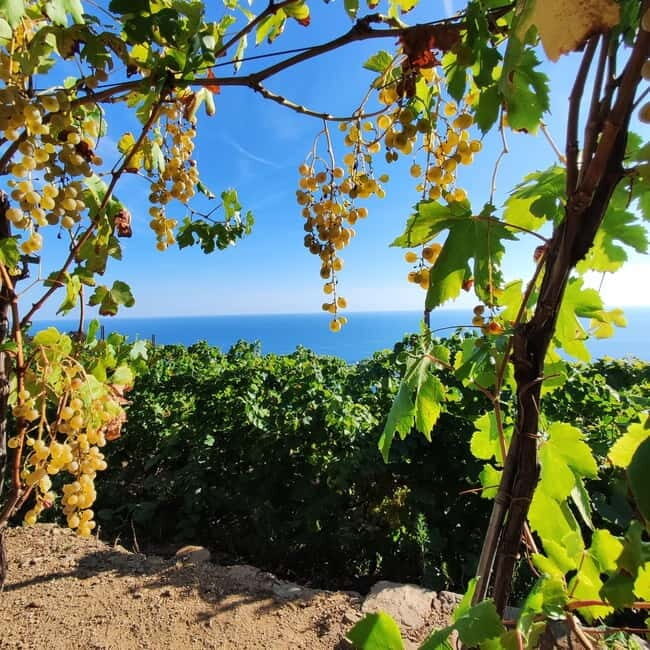 Volastra: BarCa Wine Tasting in Cinque Terre and Pesto Class - The Sum Up