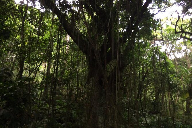 Volcano Crater hike in St Kitts - The Itinerary in Detail