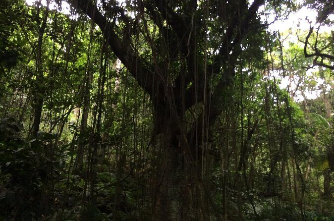 Volcano Crater hike in St Kitts - FAQs