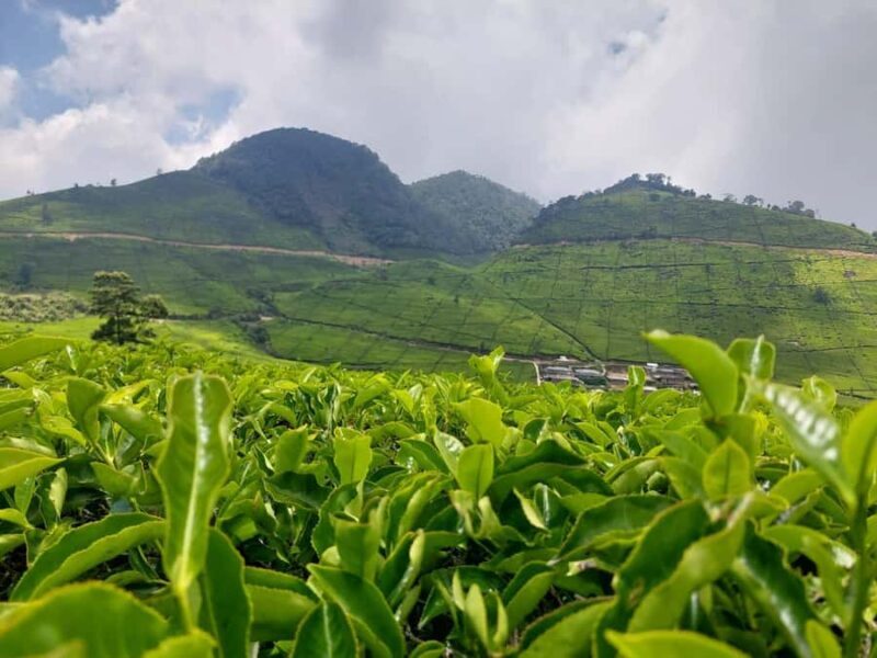 Volcano, Hot Spring, Mud Bath & Tea plantation all included - Exploring the Itinerary Step-by-Step