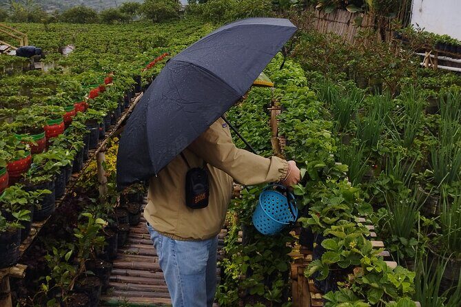 Volcano Mountain Private Car Tour White Crater Bandung - Authenticity and Traveler Insights