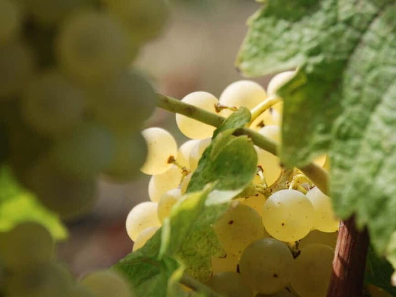 Volterra: Winery Guided Tour and Experience with Tasting - A Closer Look at the Itinerary