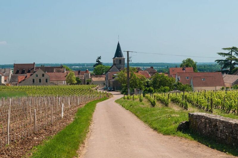 Vosne-Romanée: Private Vineyards Walking Tour with Tasting - Insights from Visitor Feedback