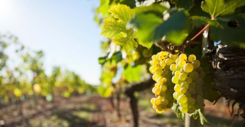 Vouvray wine half-day tour from Tours - Introduction: A Wine Adventure in Vouvray