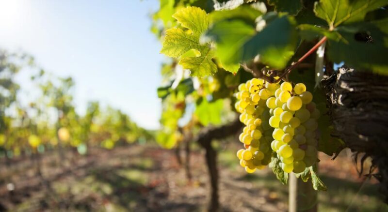 Vouvray wine half-day tour from Tours - Value and Practical Insights