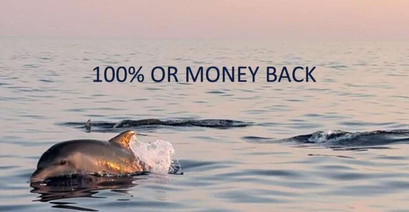 Vrsar: Dolphin Sunrise Adventure with Speedboat - An Authentic Marine Encounter in Istria