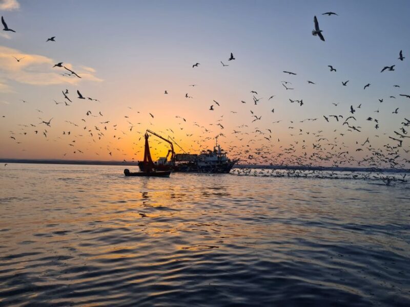 Vrsar: Dolphin Sunrise Adventure with Speedboat - Beyond the Basics: Why This Tour Works