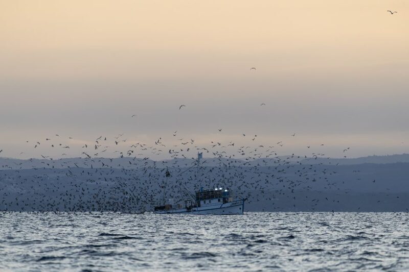 Vrsar: Dolphin Sunrise Adventure with Speedboat - Who Should Consider This Experience?