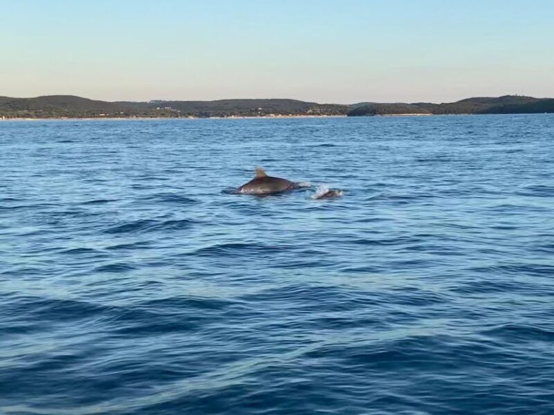 Vrsar: Dolphin Sunrise Adventure with Speedboat - Final Thoughts