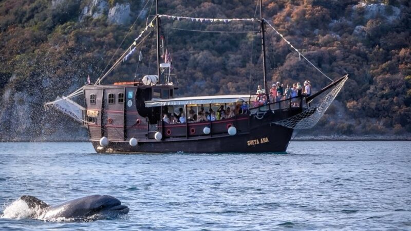 Vrsar: Dolphin Watching Boat Ride - Final Thoughts on Value and Experience