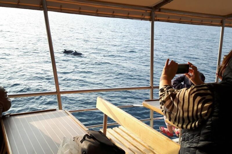 Vrsar: Dolphin Watching Boat Tour including Drinks - What You Can Expect from This Vrsar Dolphin Tour